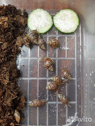 Улитки Ахатина