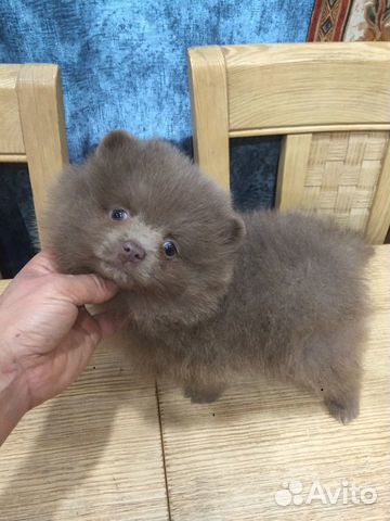 Шпиц лиловый Сиреневый Туман