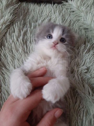 Шотландская вислоухая