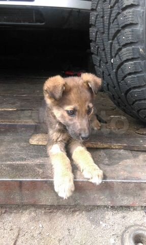 Отдам в добрые руки