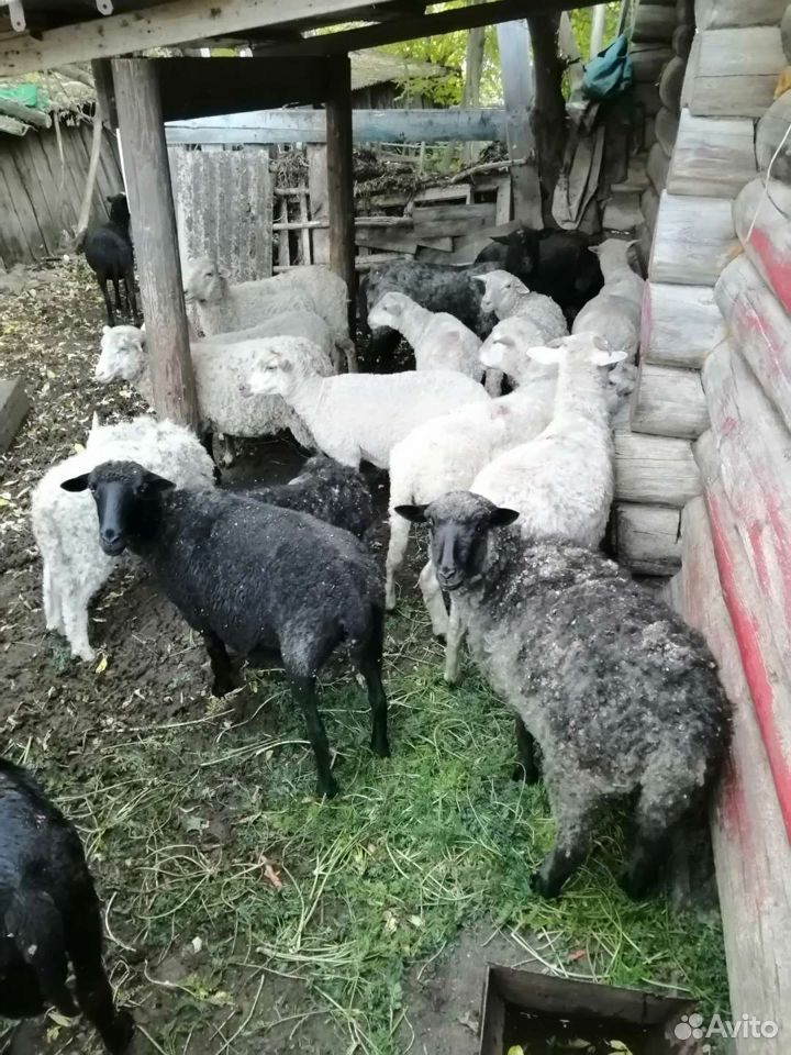 Домашние овцы, яркие