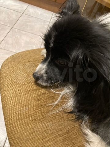 Папийон в добрые руки