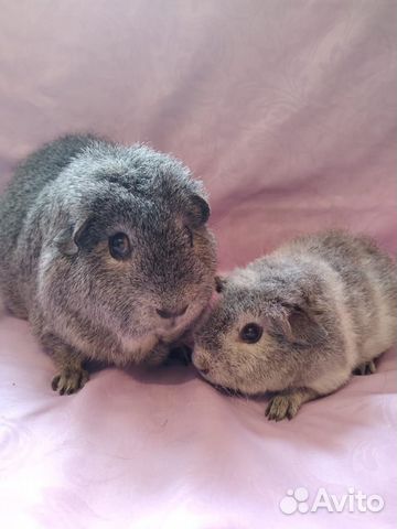 Морские свинки