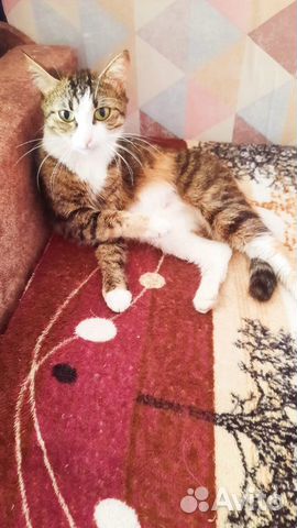 Кошечка в добрые руки