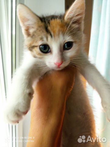 Котенок Даша ищет дом