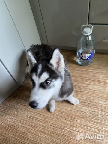 Нашлась собака на улице степана разина 10 б