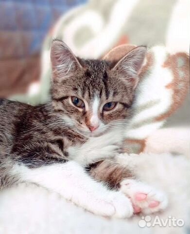 Котёнок ищет