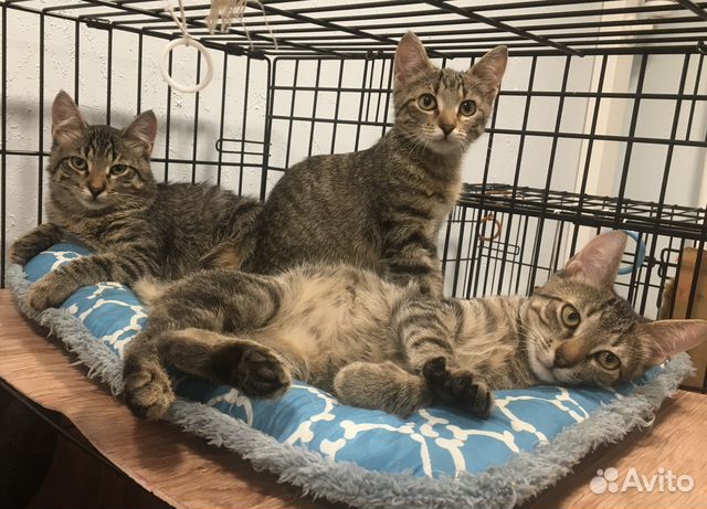 Котята - шпротики в добрые руки, 4 мес