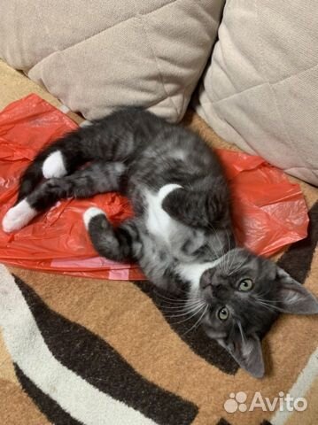 Котенок