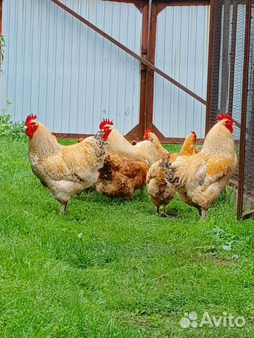 Нидерхайнер и/я