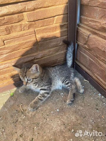 Кошки в добрые руки