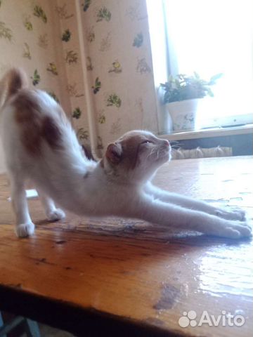 Котята отдам в добрые руки бесплатно