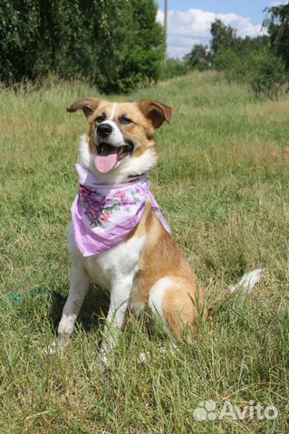 Веснушку сбила машина, очень нужен дом