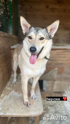 Собака добрая в дар. Жмвёт в приюте