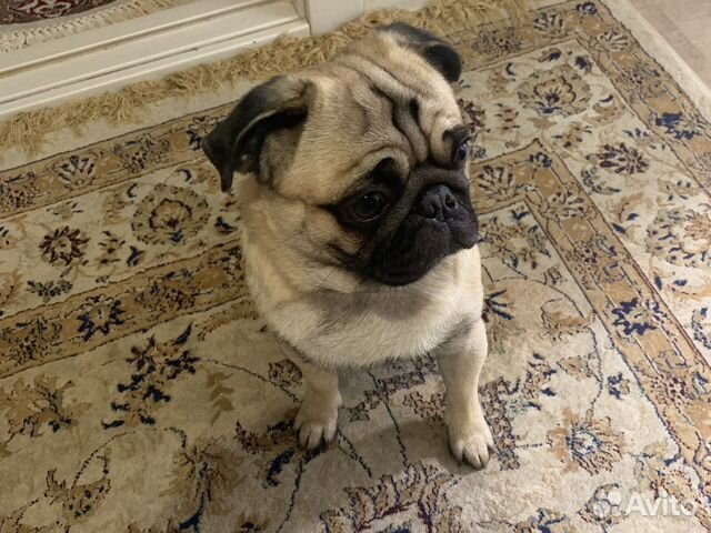 Собака мопс