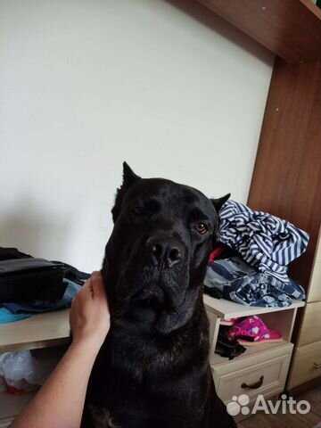 Отдам кане Корсо