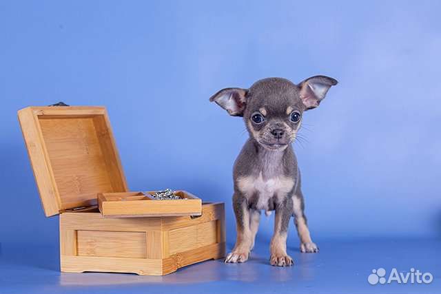 Щенки чихуахуа большой выбор разные цены