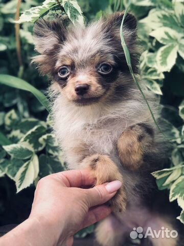 Шоко-мраморная малышка