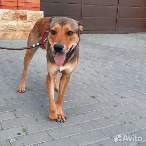 Собака в добрые руки