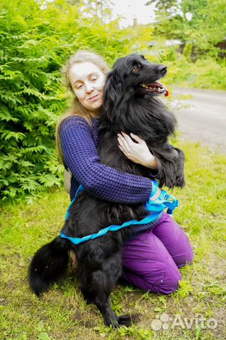 Спаниель в добрые руки