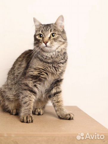 Кошка молодая бесплатно