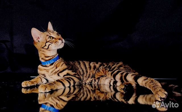 Котята Тойгеры