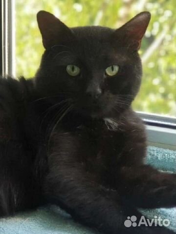 Ласковый черный кот Амир