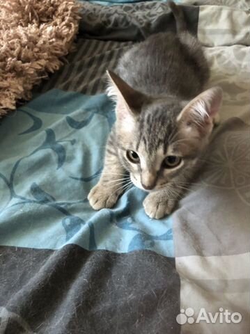 Котёнок гипер активный