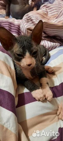 Донской сфинкс котенок