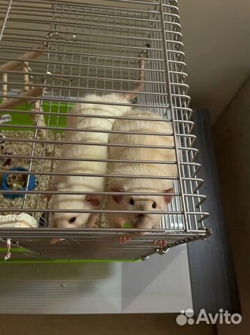 Крысы декоративные