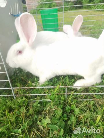Продам кроликов породы Хиколь и Панон