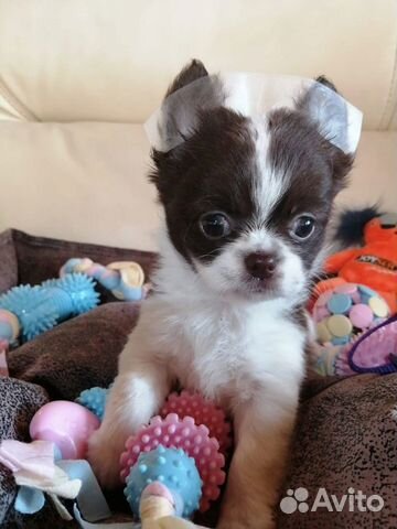 Чихуахуа - Девочка - Д.Ш