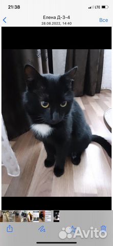 Кот Феликс