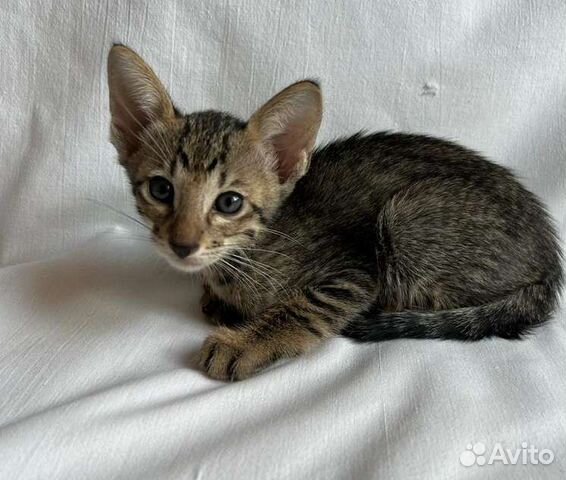 Ориентальная и бенгал