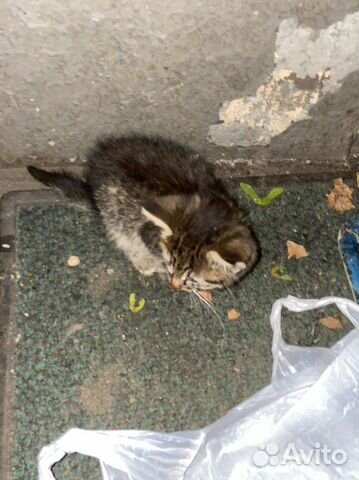 Котенка выкинули