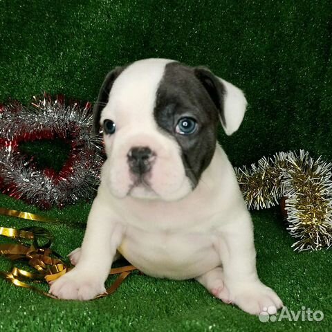 Шикардосики