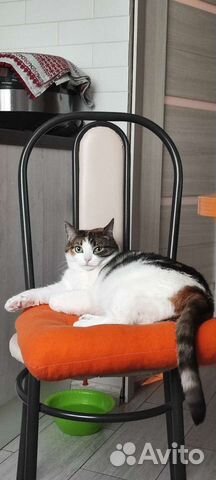 Трехцветная кошечка