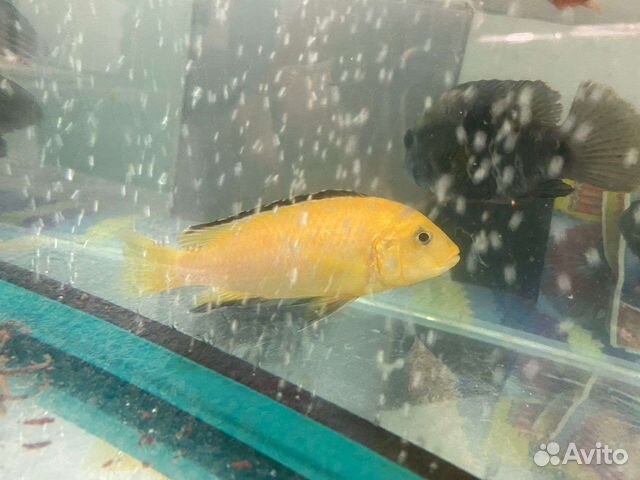 Цыхлиды лабидохромис еллоу