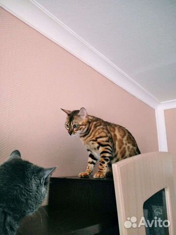 Бенгальская