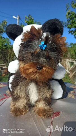 Йоркширский терьер