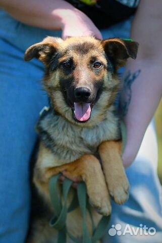 Молоденькая Альма в поисках дома