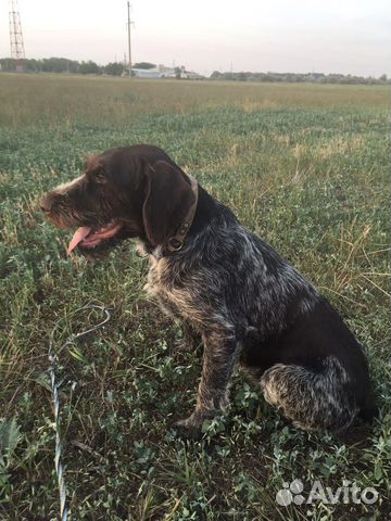 Собака дратхаар