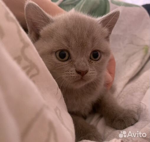 Британские котята