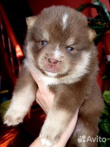 Помски шоколад