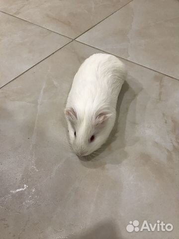 Морская свинка