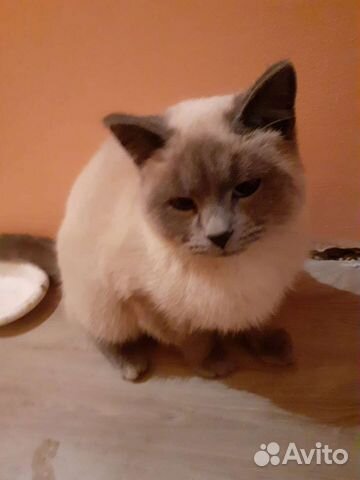 Котенок светлый сиамский 8 месяцев
