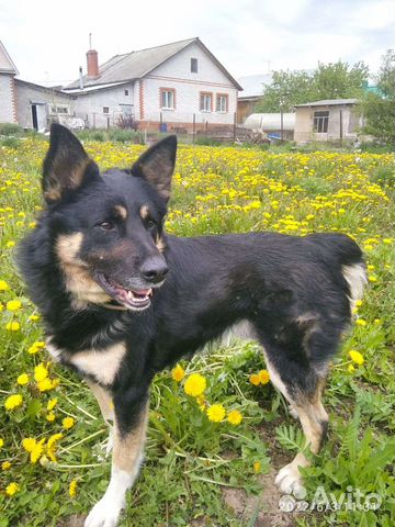 Щенокк