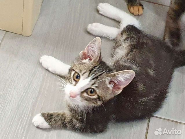 Котёнок-мальчик, мраморный окрас, 2,5 мес