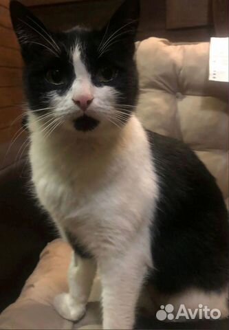 Черно-белой кошечке нужен дом