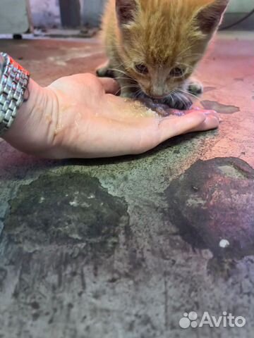 Котенок 1-1,5 месяца в добрые руки